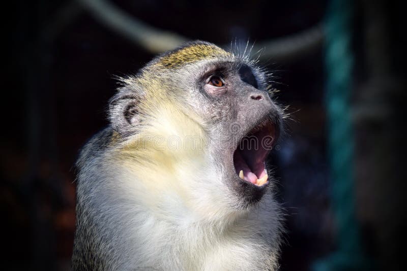 Macaco Verde Abre Boca Grelha Imagem de Stock - Imagem de nave, pele ...
