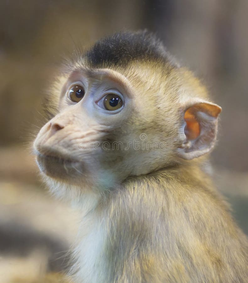 Macaco Verde & X28; Baby& X29; Foto de Stock - Imagem de pele, verde ...