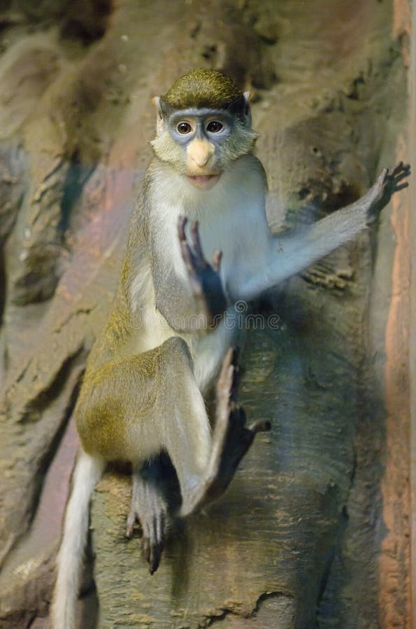 Macaco Verde Com Nariz Branco Imagem de Stock - Imagem de densamente ...