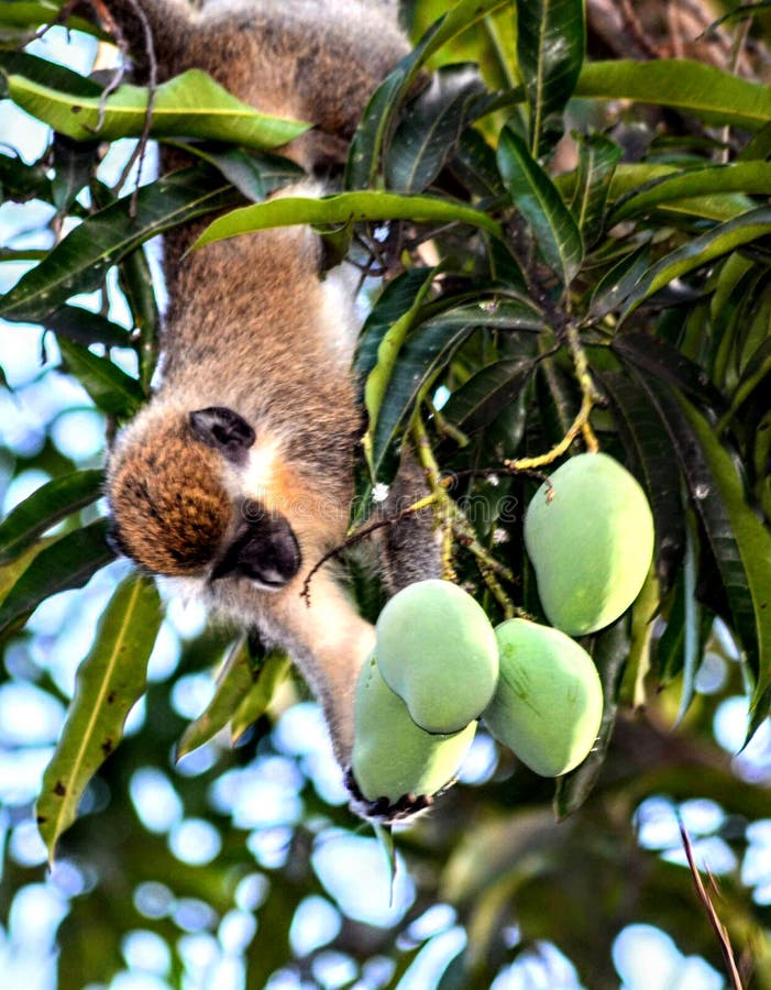 Macaco verde de Barbados imagem de stock. Imagem de filiais - 132400713