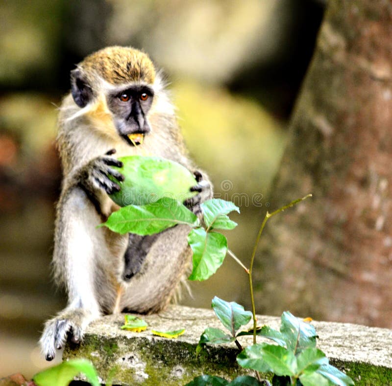 Macaco verde de Barbados imagem de stock. Imagem de barbados - 29347415