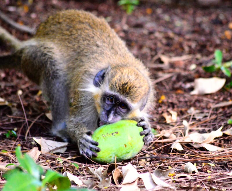 Macaco verde de Barbados foto de stock. Imagem de colheitas - 132400726