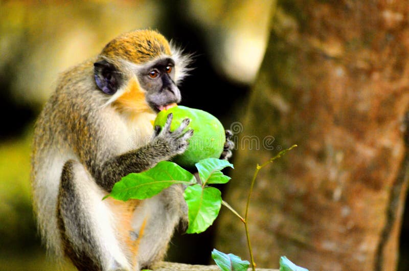 Macaco verde de Barbados imagem de stock. Imagem de verde - 29347419