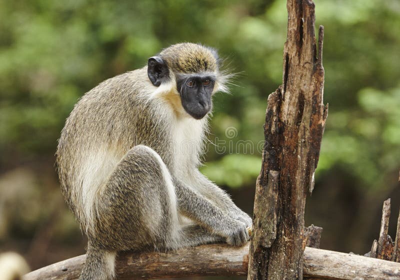 Macaco verde de Barbados imagem de stock. Imagem de barbados - 29347415