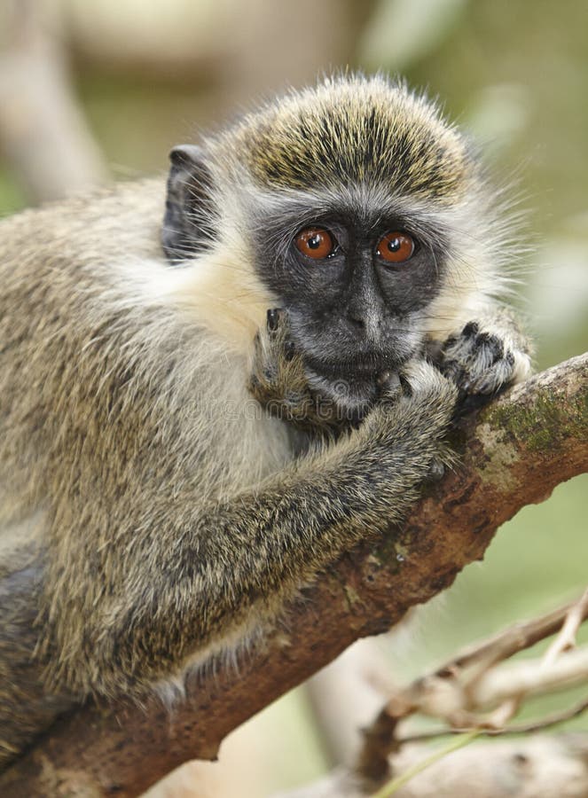 Macaco verde de Barbados imagem de stock. Imagem de barbados - 29347417