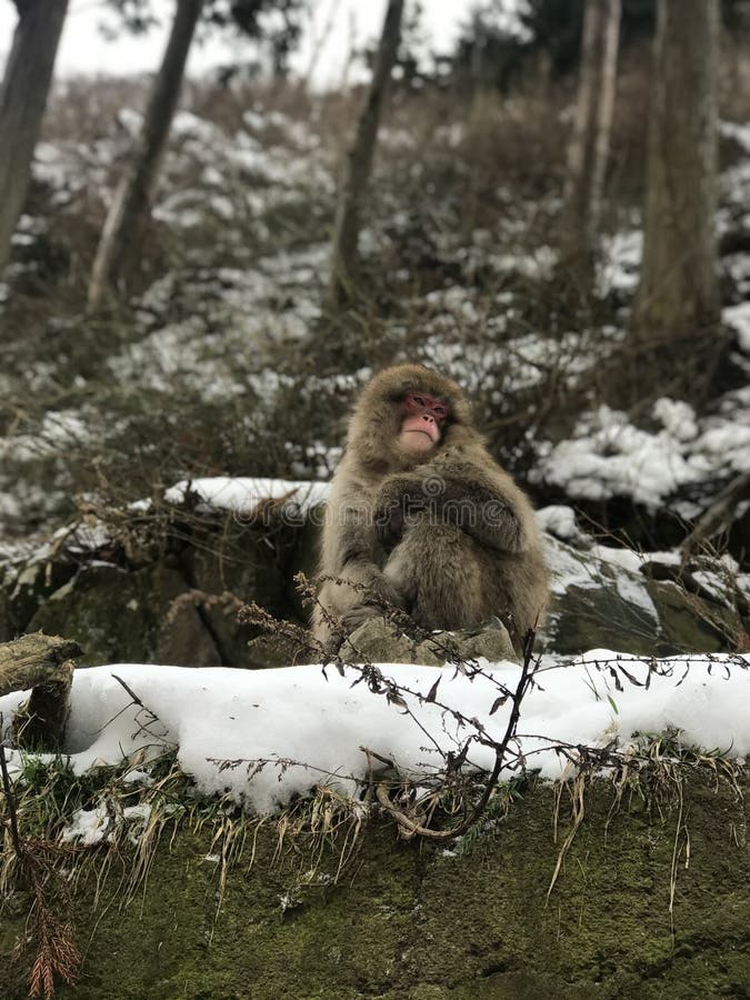 Macaco-da-cara-vermelha Caminhando No Templo De Macaco Macaco No Fundo ...