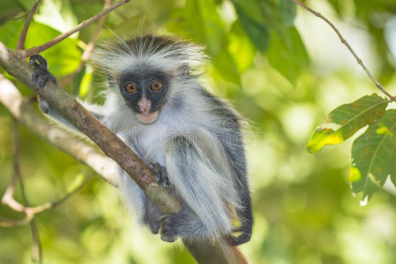 Macaco Vermelho De Colobuse Foto de Stock - Imagem de endangered, verde ...