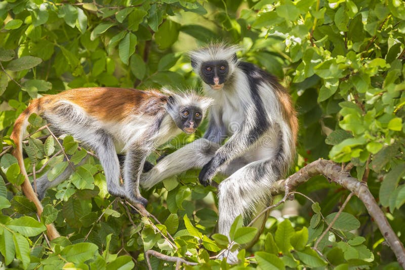 Macaco Vermelho De Colobuse Foto de Stock - Imagem de endangered, verde ...