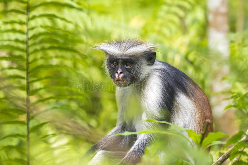 Macaco Colobus Vermelho foto de stock. Imagem de endangered - 70082552