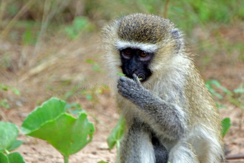 Macacos De Vervet, Reserva Natural Do Rio De Blyde, Sul - Africano ...