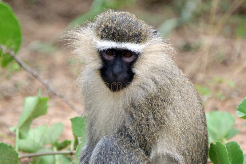 Macacos De Vervet, Reserva Natural Do Rio De Blyde, Sul - Africano ...
