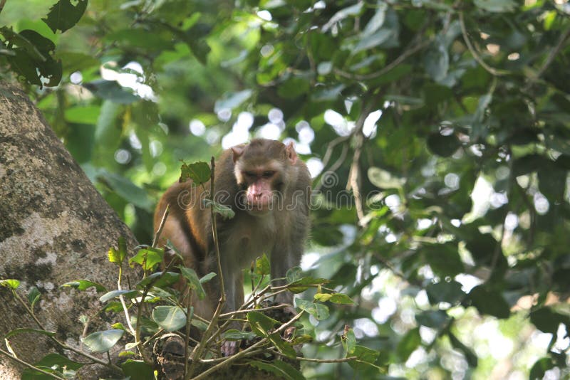 Macacos asiáticos comuns foto de stock. Imagem de wildlife - 106372590