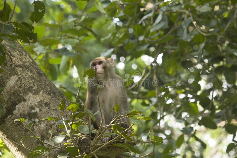 Macacos asiáticos comuns foto de stock. Imagem de wildlife - 106372590