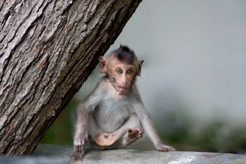 Macacos bonitos foto de stock. Imagem de floresta, fofofo - 57717600