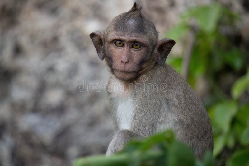 Macacos bonitos imagem de stock. Imagem de tropical, comer - 60692457
