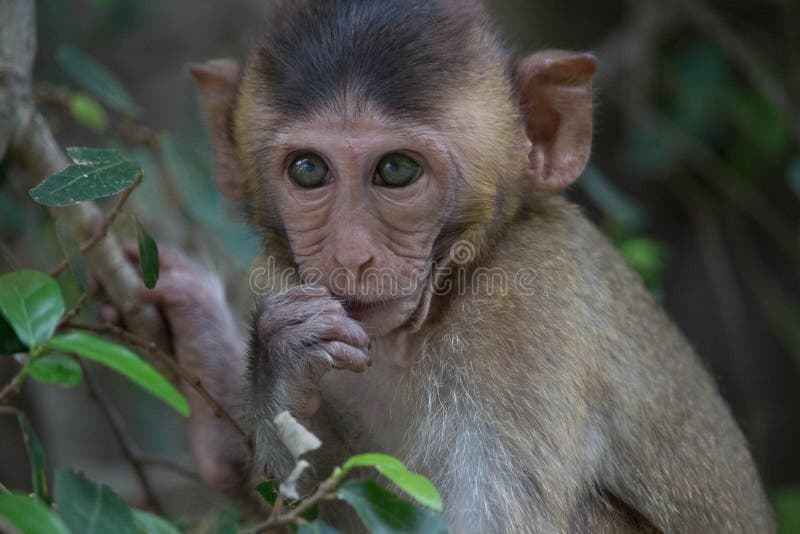 Macacos bonitos foto de stock. Imagem de foto, fofofo - 63804470