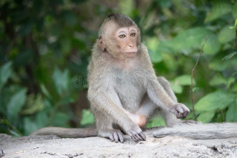 Macacos bonitos imagem de stock. Imagem de caranguejo - 64405073