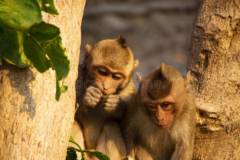 Macacos bonitos imagem de stock. Imagem de caranguejo - 63804463