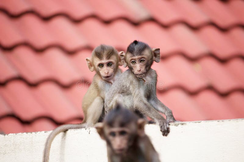 Macacos bonitos imagem de stock. Imagem de floresta, naughty - 60692469