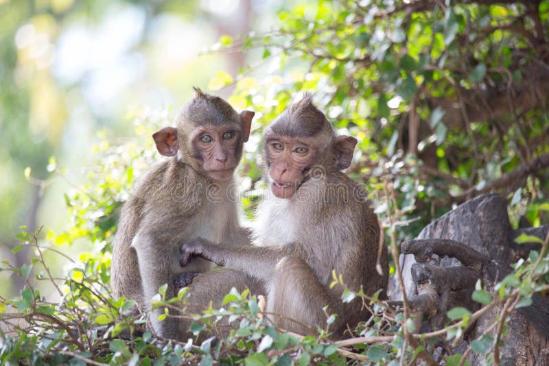 Macacos bonitos foto de stock. Imagem de organismo, cute - 63804470