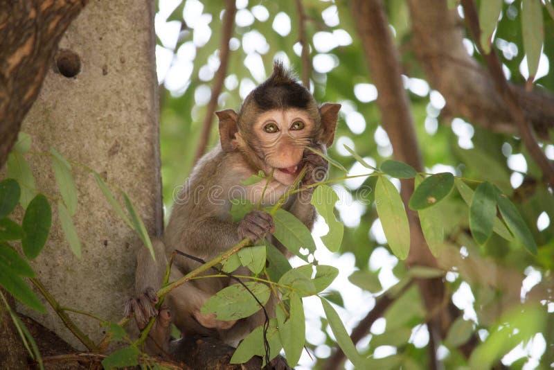 Macacos bonitos foto de stock. Imagem de organismo, wildlife - 68504996