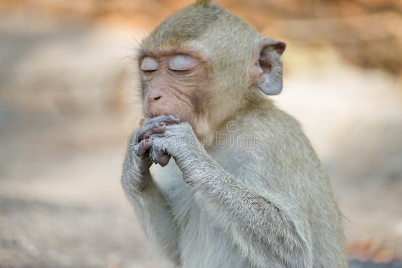 Macacos bonitos imagem de stock. Imagem de tropical, tailândia - 64371471