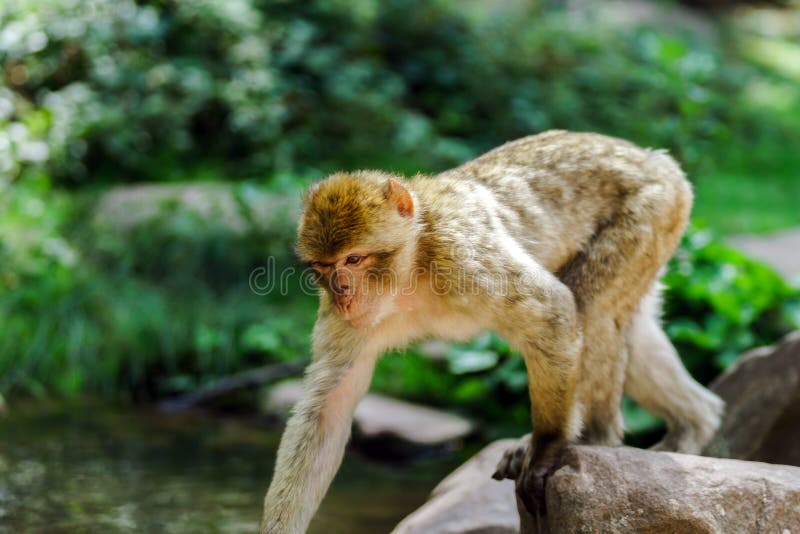 Macacos Bonitos Do Macaco Na Floresta Imagem de Stock - Imagem de ...