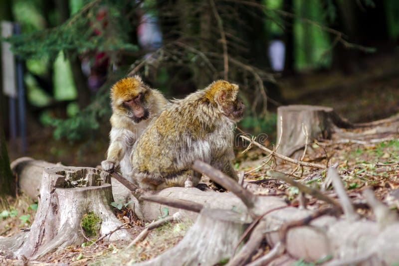 Macacos Bonitos Do Macaco Na Floresta Imagem de Stock - Imagem de ...