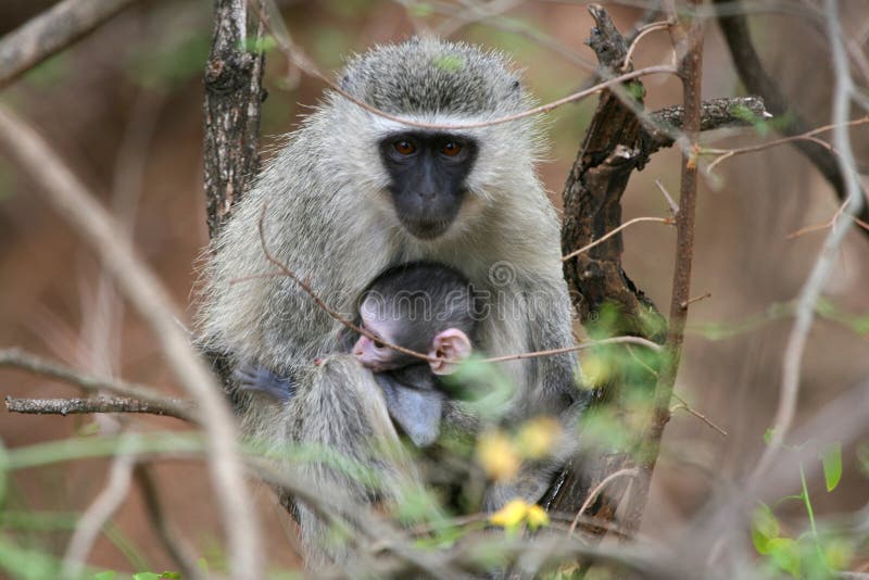 Macacos da África do Sul imagem de stock. Imagem de macaco - 1610493