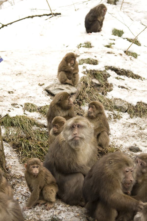 Macacos de Ásia imagem de stock. Imagem de aleitamento - 4332349