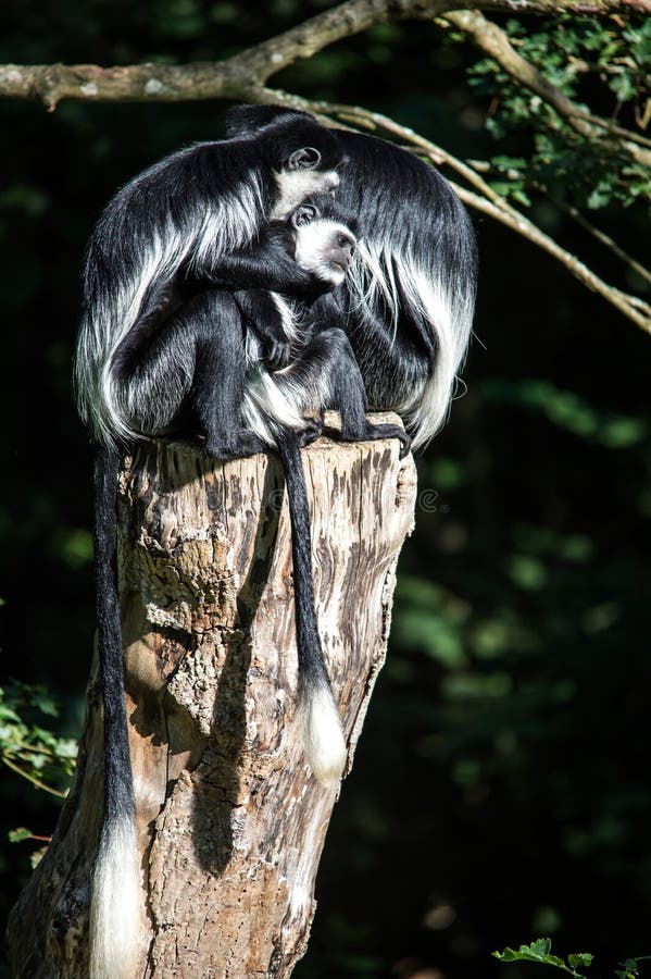 Macaco Preto & Branco De Colubus Imagem de Stock - Imagem de mamífero ...