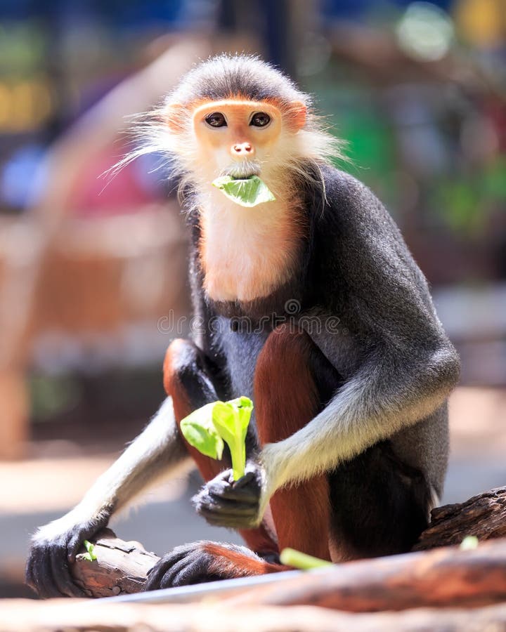 Macacos De Macaque Cinco Cores (Douc Vermelho-shanked) Foto de Stock ...