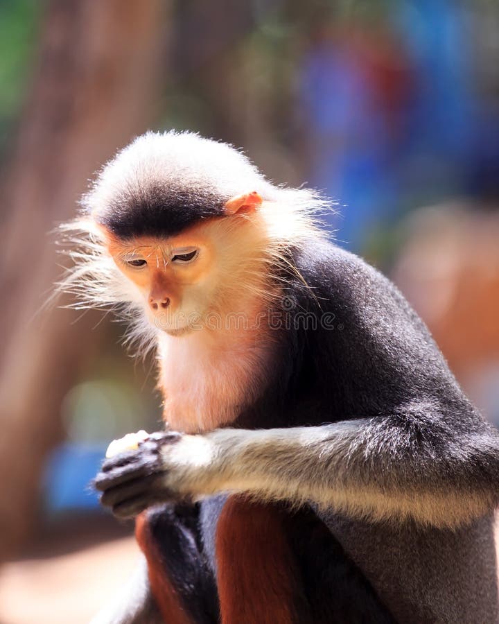 Macacos De Macaque Cinco Cores (Douc Vermelho-shanked) Foto de Stock ...