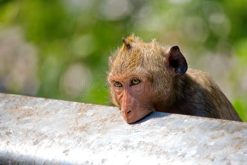 Macacos engraçados imagem de stock. Imagem de foto, macaco - 66107757