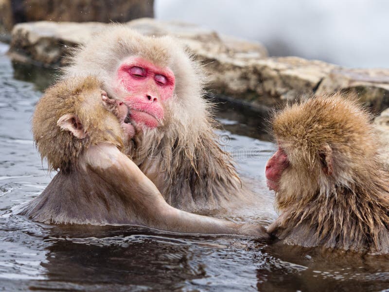 A Neve Japonesa Monkeys a Preparação No Macaque Japonês Da Associação ...