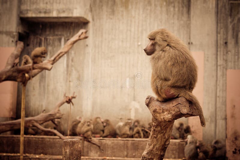 Macacos - Jardim Zoológico Madrid Imagem de Stock - Imagem de mono ...