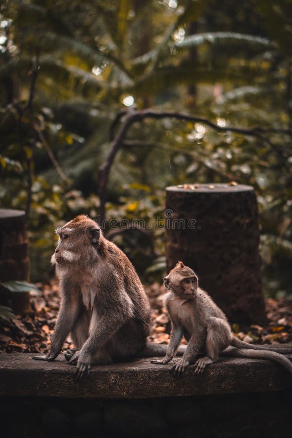 Macacos-macaco Bonitos Sentados Na Rocha Foto de Stock - Imagem de ...