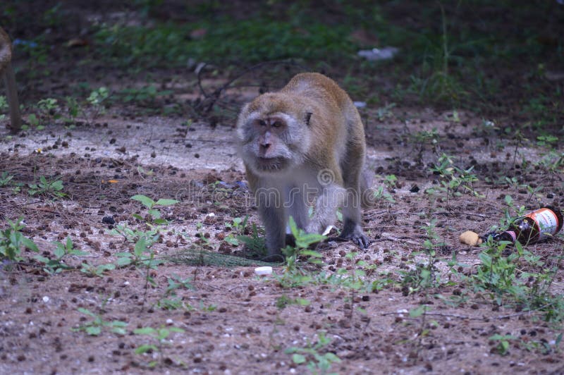 Macacos na praia imagem de stock. Imagem de maia, macaco - 6456039