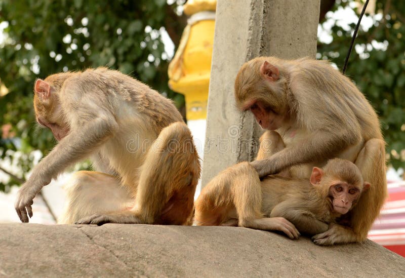 Macacos no templo macaco imagem de stock. Imagem de templo - 248303337