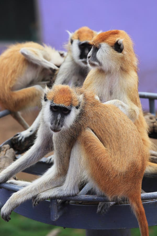 Macacos pequenos foto de stock. Imagem de selva, fofofo - 32734018