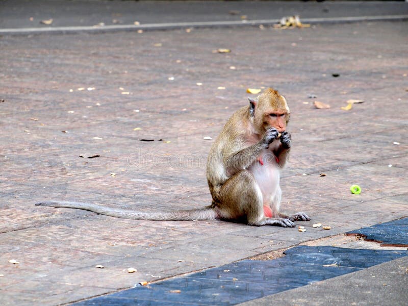 Macacos Selvagens Que Comem O Alimento Dos Povos Foto de Stock - Imagem ...
