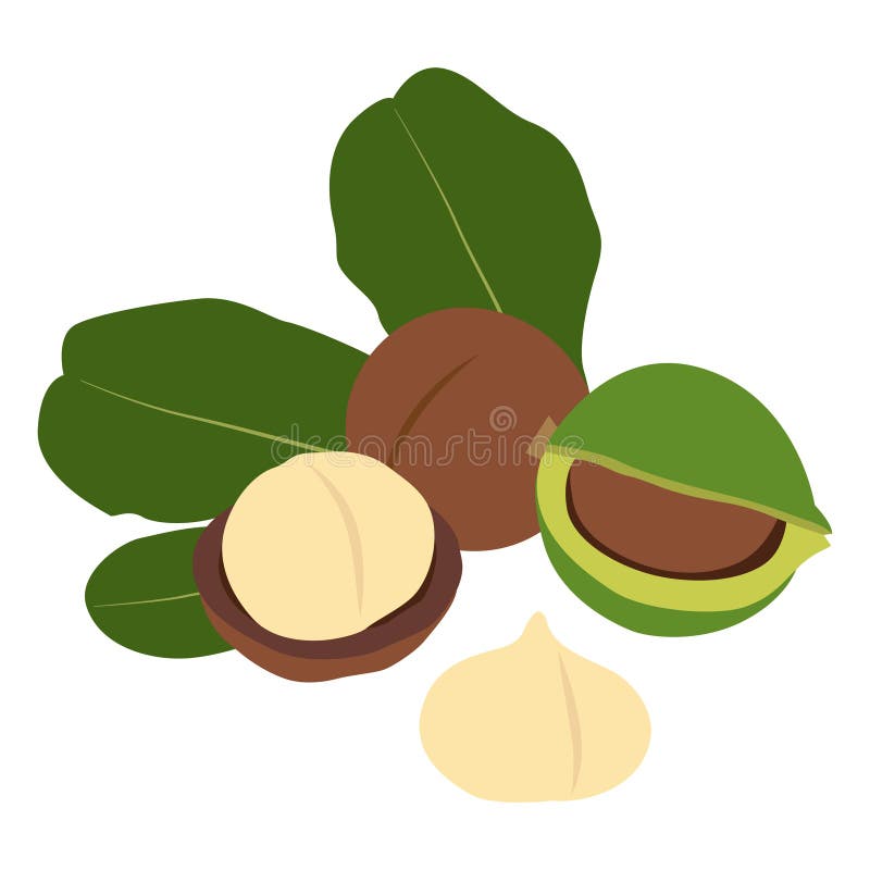 Macadamia Nut, Peeled and in Shell Nuts Flat Icon Vector Isolated ...