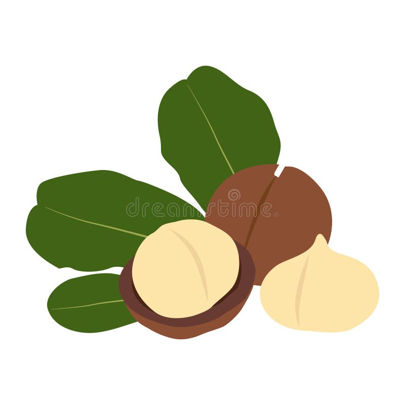 Macadamia Nut, Peeled and in Shell Nuts Flat Icon Vector Isolated ...