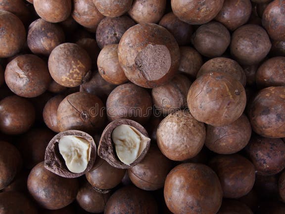 Macadamia stock photo. Image of wooden, nuts, filbert - 82800896