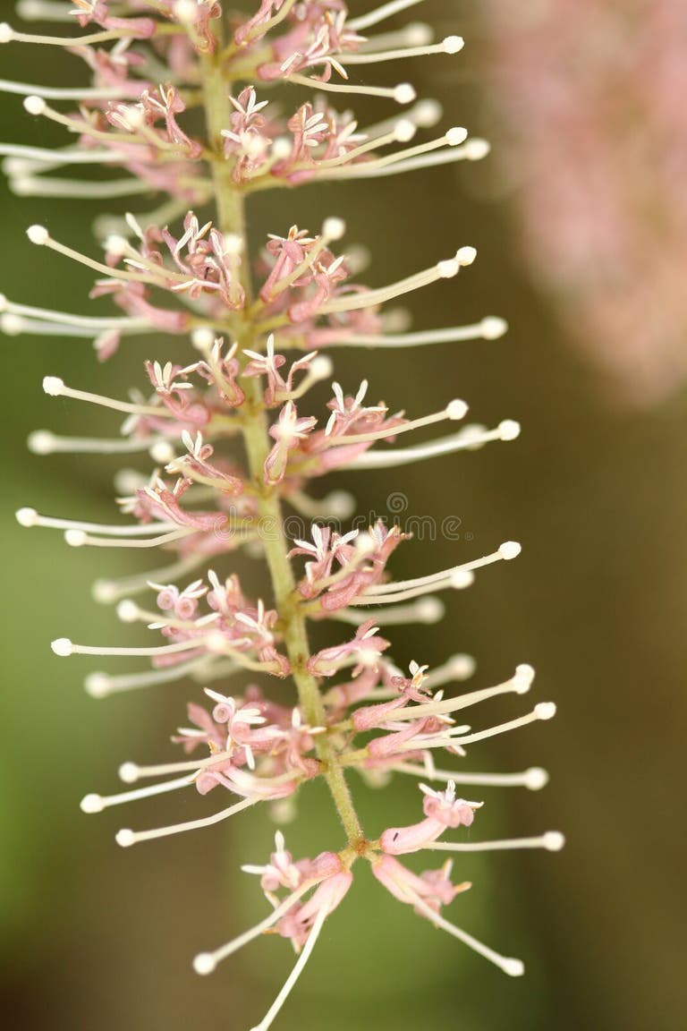 3,879 Inflorescence Raceme Stock Photos - Free & Royalty-Free Stock ...