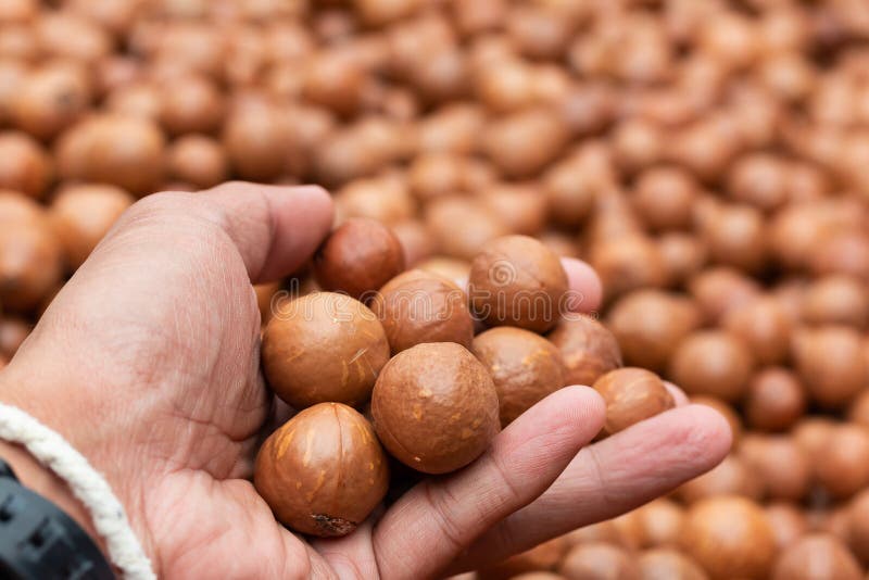 Macadamia Fruit with Flowers of Pine Stock Image - Image of fiber ...