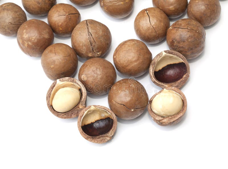 Macadamia fruit stock image. Image of tasty, fresh, macadamia - 31781817