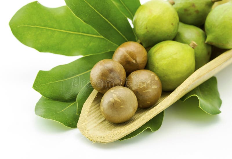 Macadamia in Husk and Shell Stock Photo - Image of bamboo, tree: 46677656