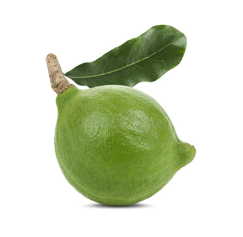 Macadamia Isolated on White Background Stock Photo - Image of ...