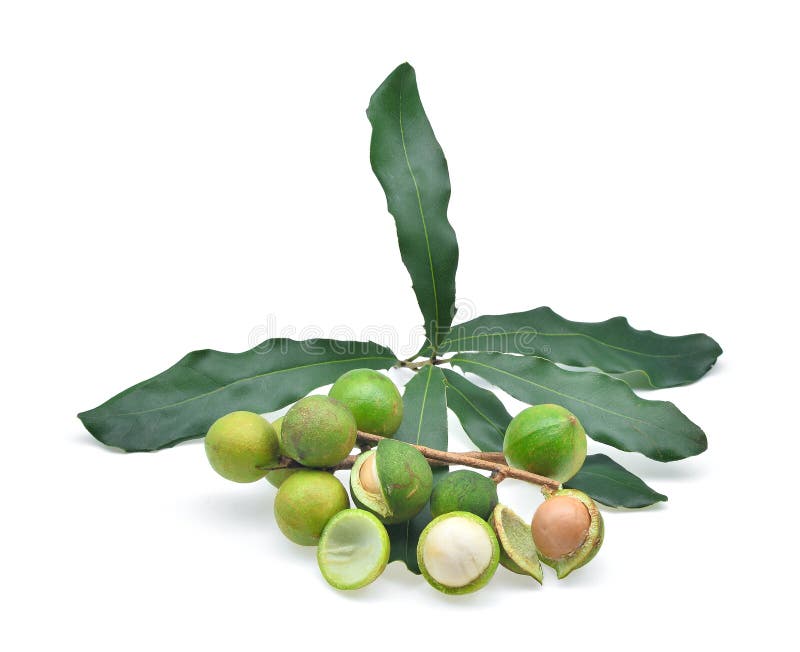 Macadamia with Leaves Isolated on White Stock Image - Image of bush ...
